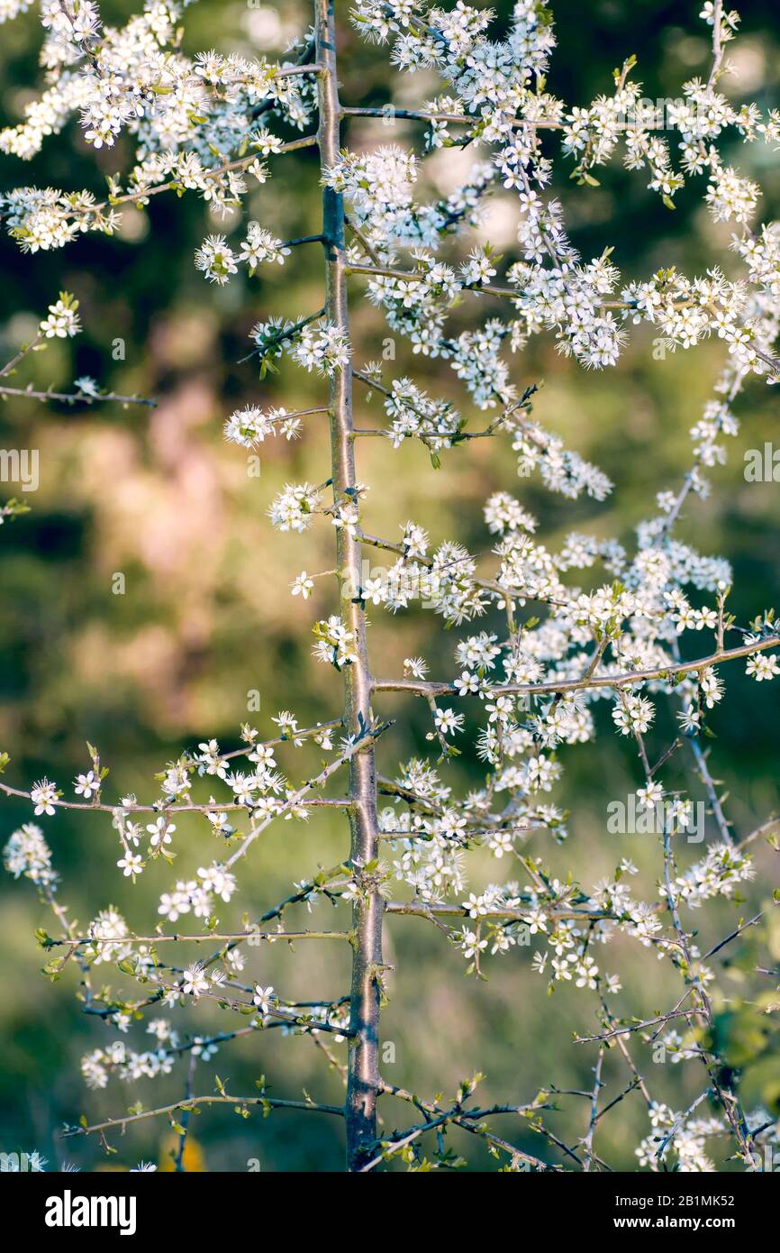 Hawthron tree hi-res stock photography and images - Alamy