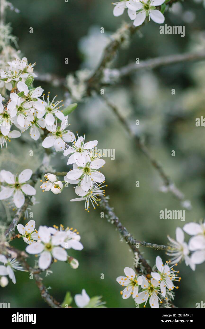 Hawthron tree hi-res stock photography and images - Alamy