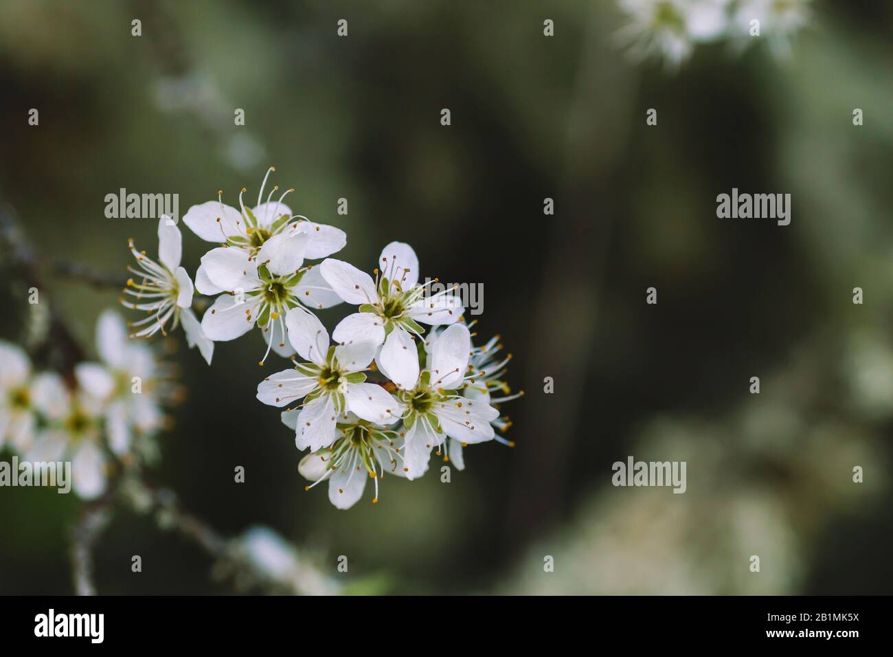 Hawthron tree hi-res stock photography and images - Alamy