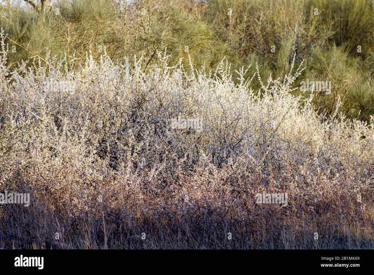 Hawthron tree hi-res stock photography and images - Alamy