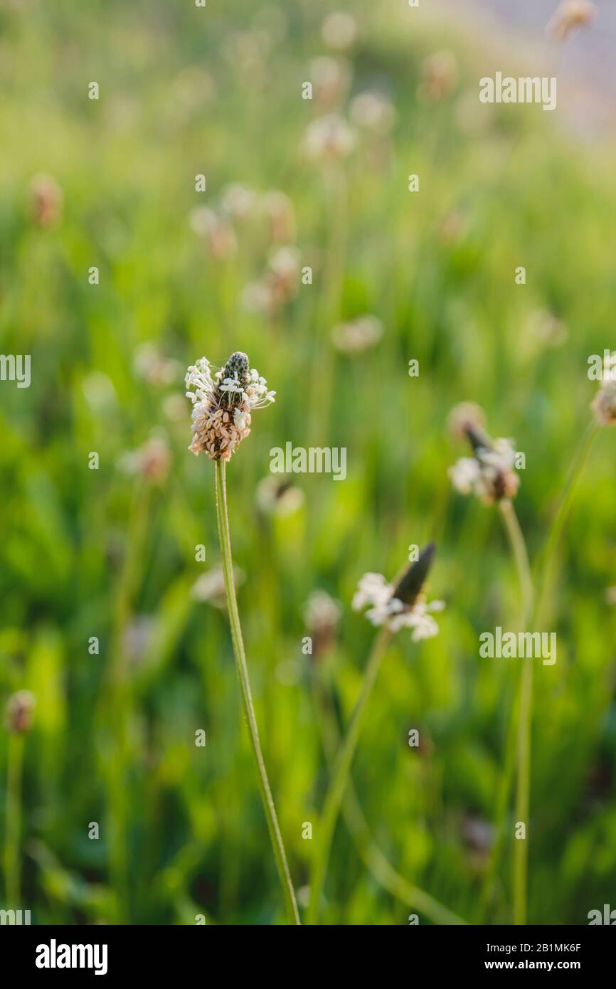 Plantago major seeds hi-res stock photography and images - Alamy