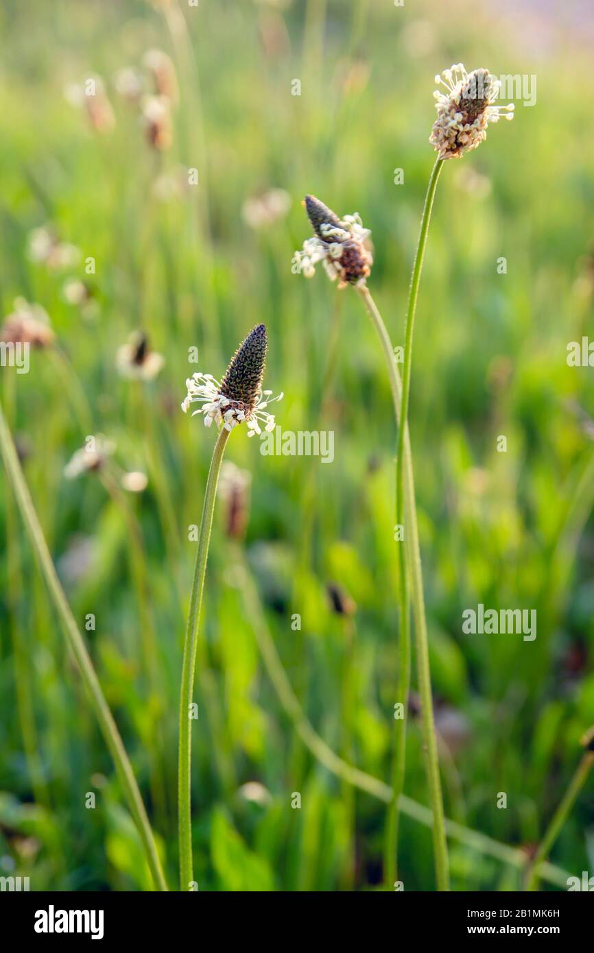 Plantago major seeds hi-res stock photography and images - Alamy