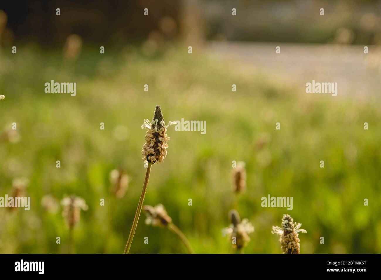 Plantago major flowers blooming in spring Stock Photo - Alamy
