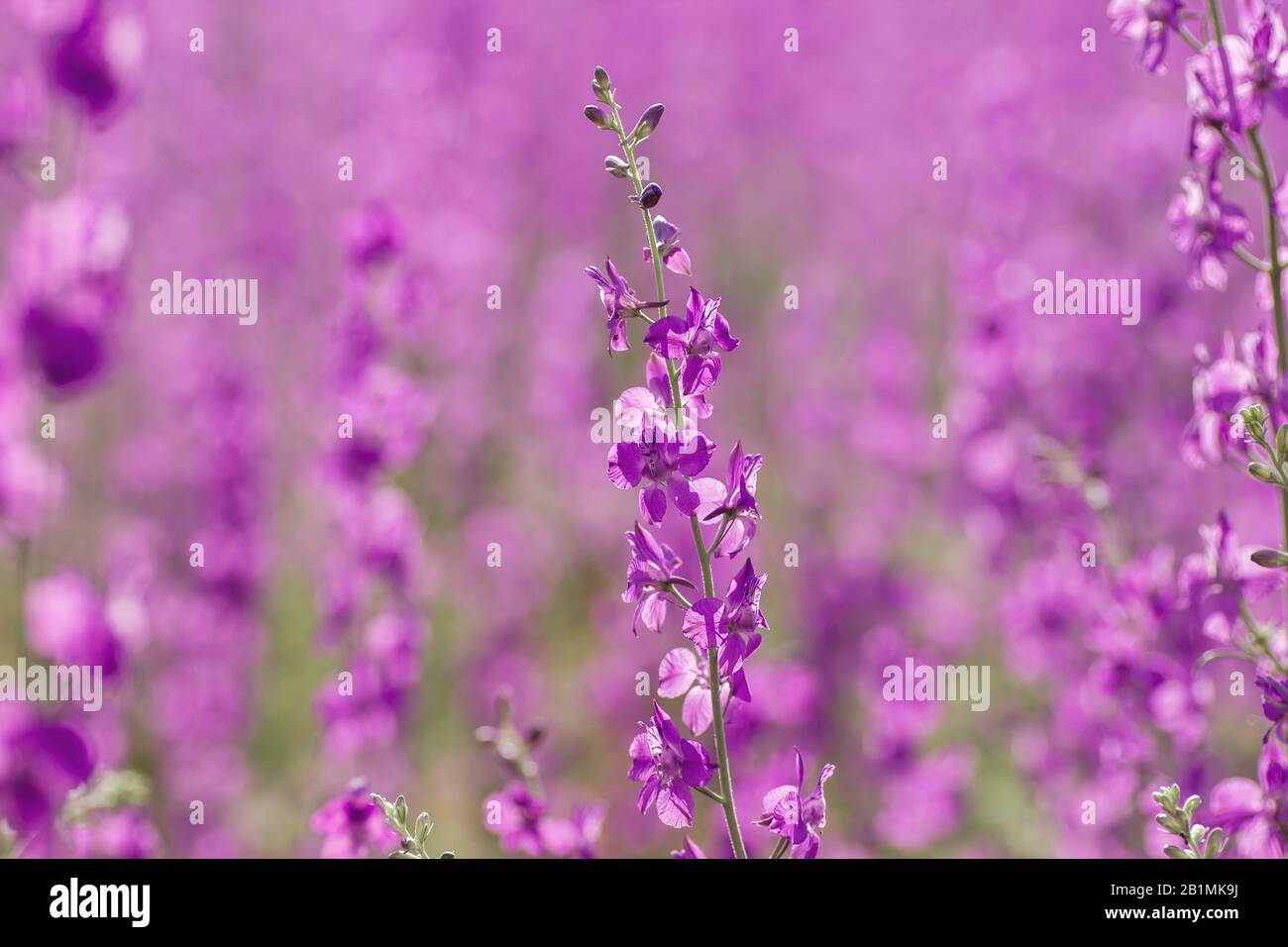 Delphinium Consolida Ajacis High Resolution Stock Photography and ...