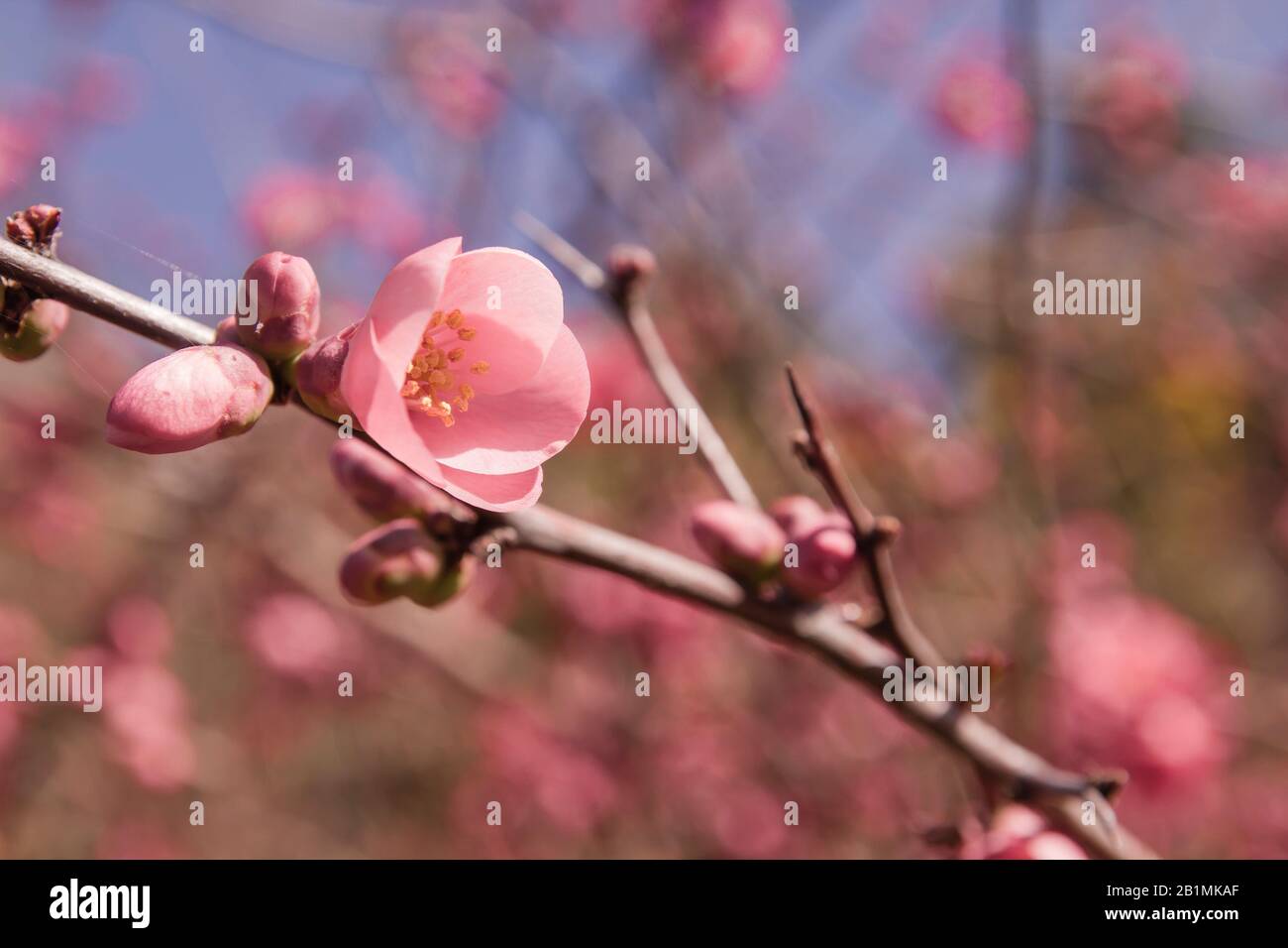 Chaenomeles japonica or maules quince flowers blooming Stock Photo - Alamy