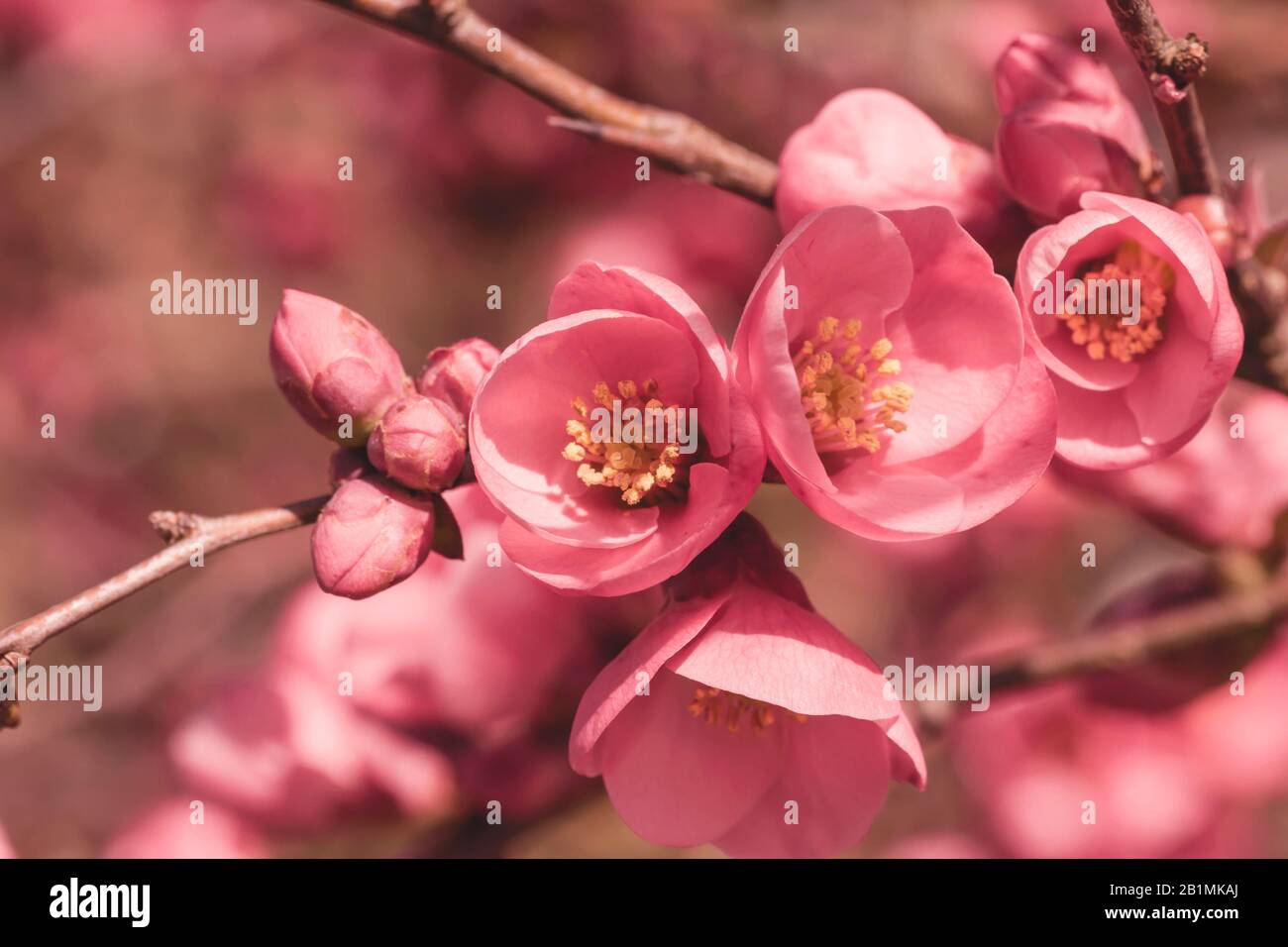 Maules quince hi-res stock photography and images - Alamy