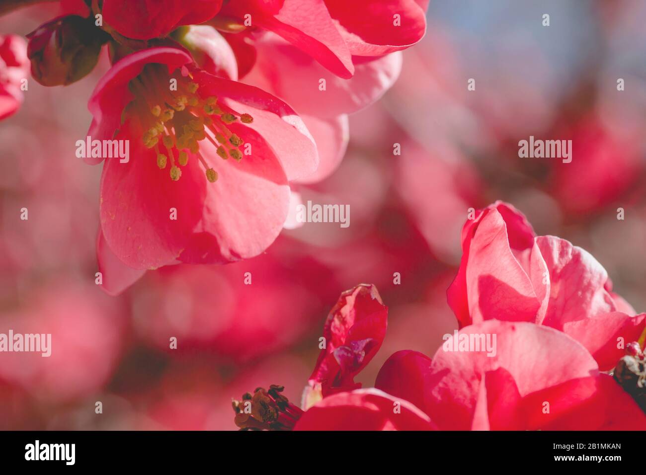 Chaenomeles japonica or maules quince flowers blooming Stock Photo - Alamy