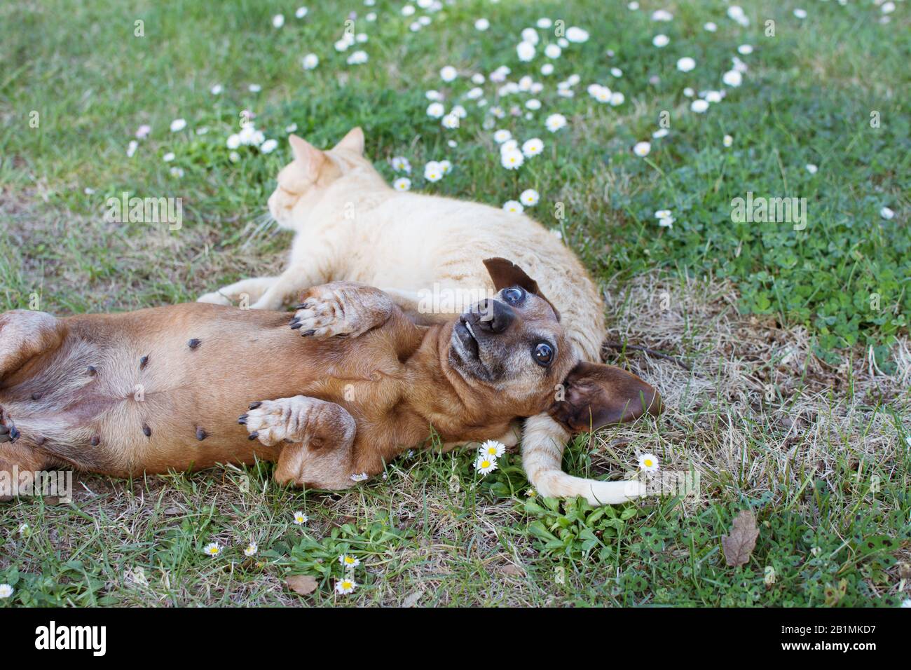 dog and cat playing at green grass with funny and fear expression Stock ...