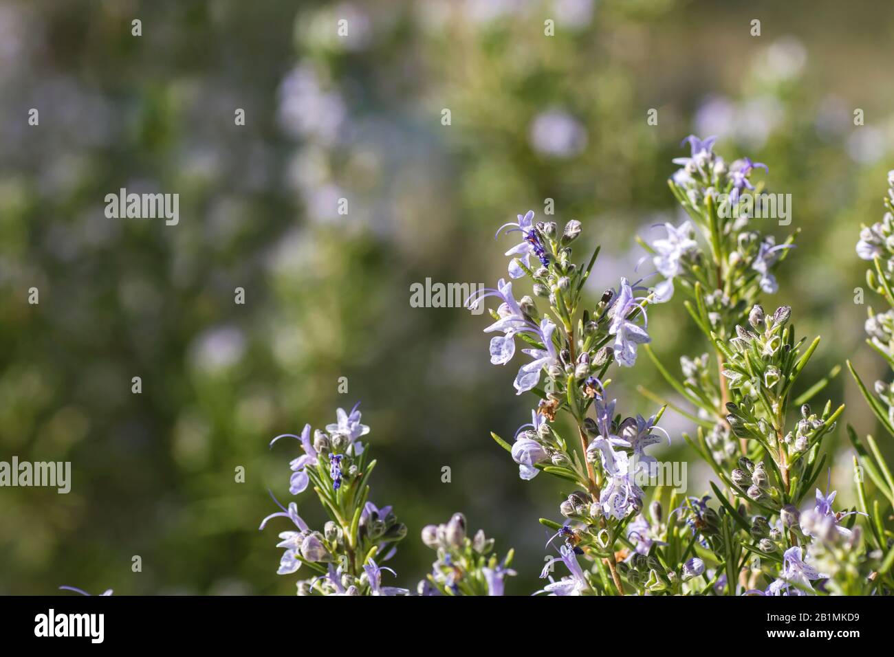 Spring flowers blue rosmarinus officinalis herb garden hi-res stock ...