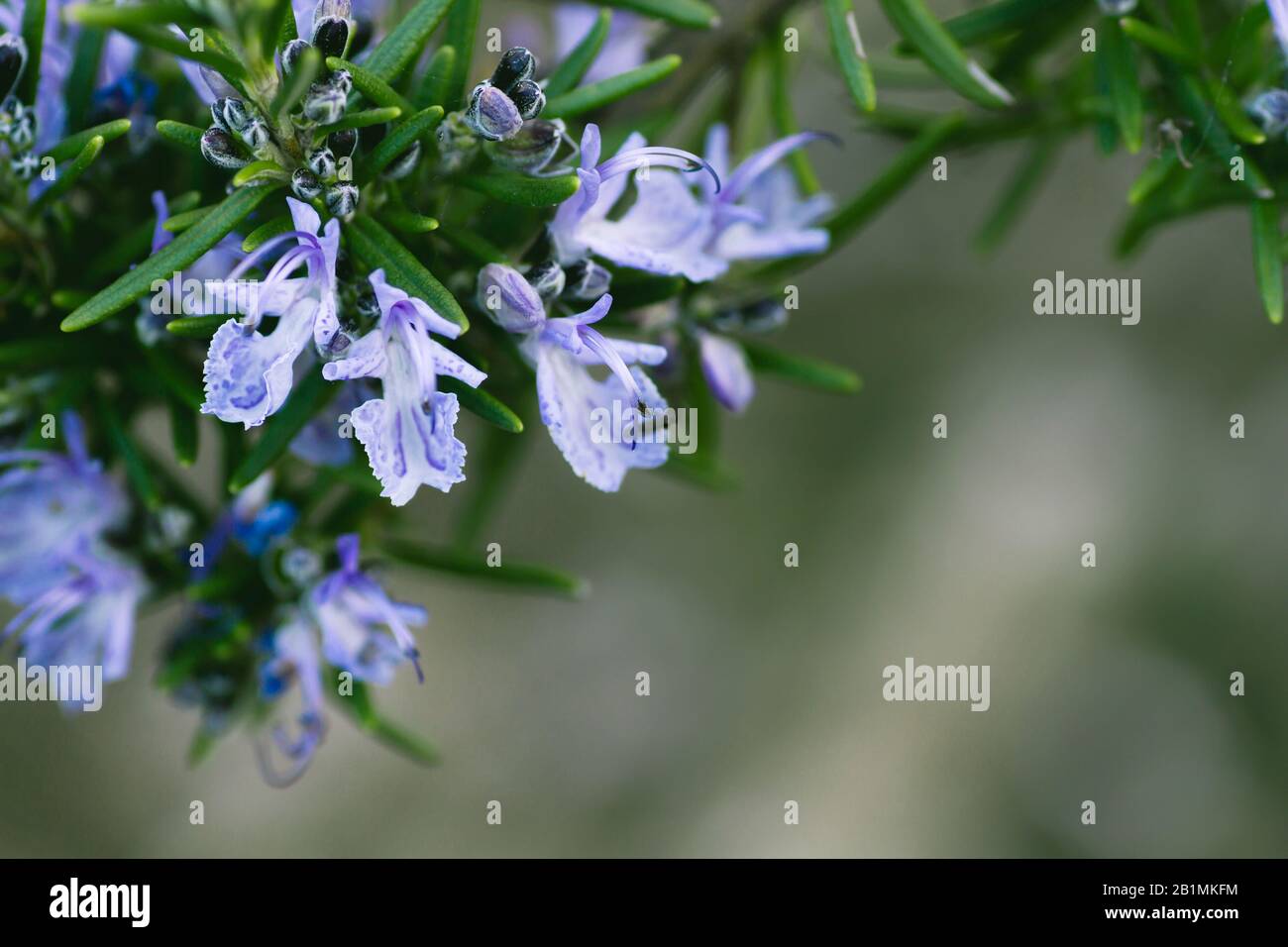 Rosemary bush rosmarinus officinalis hi-res stock photography and ...