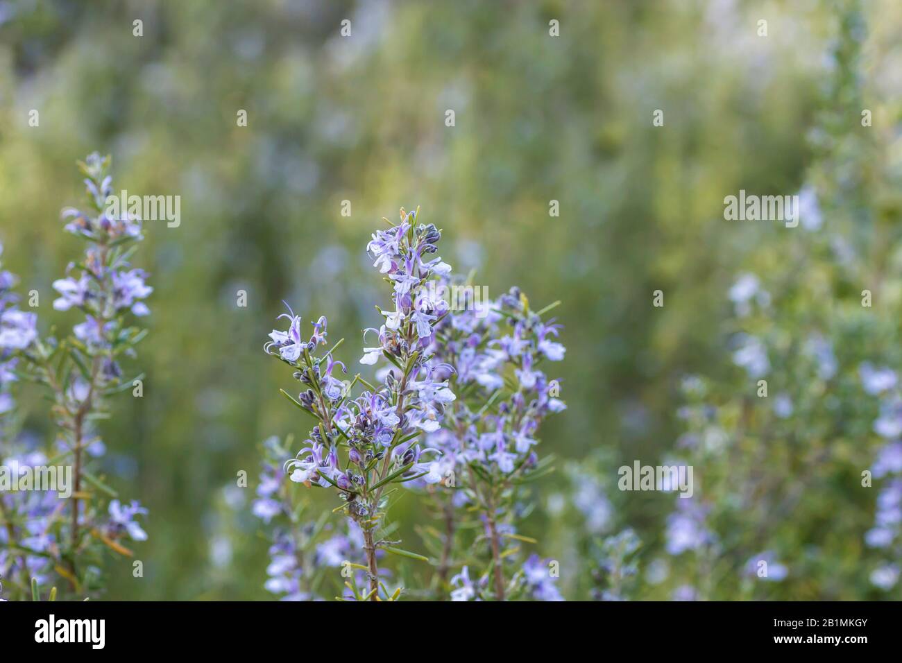 Spring flowers blue rosmarinus officinalis herb garden hi-res stock ...