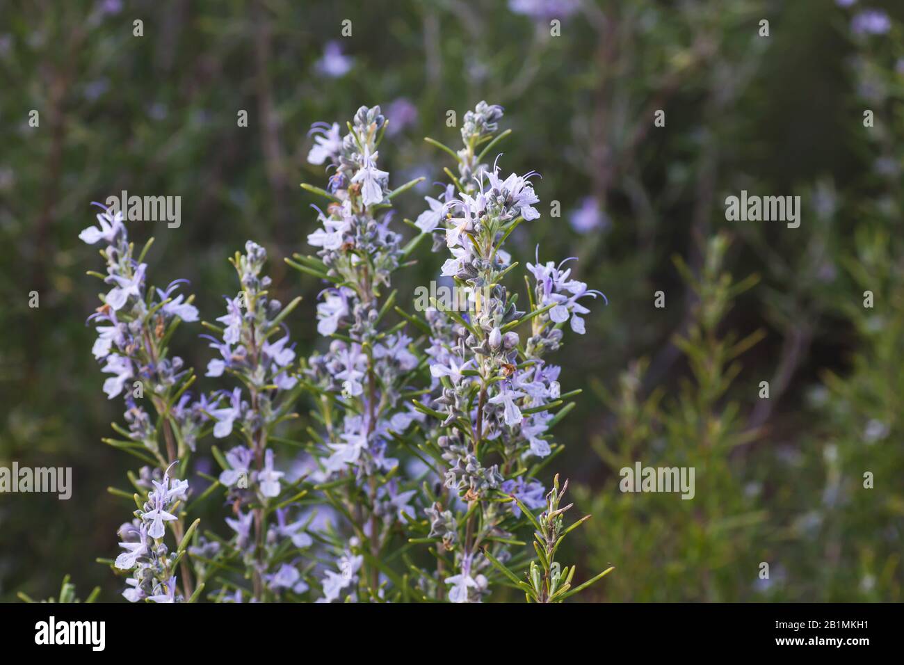 Spring flowers blue rosmarinus officinalis herb garden hi-res stock ...
