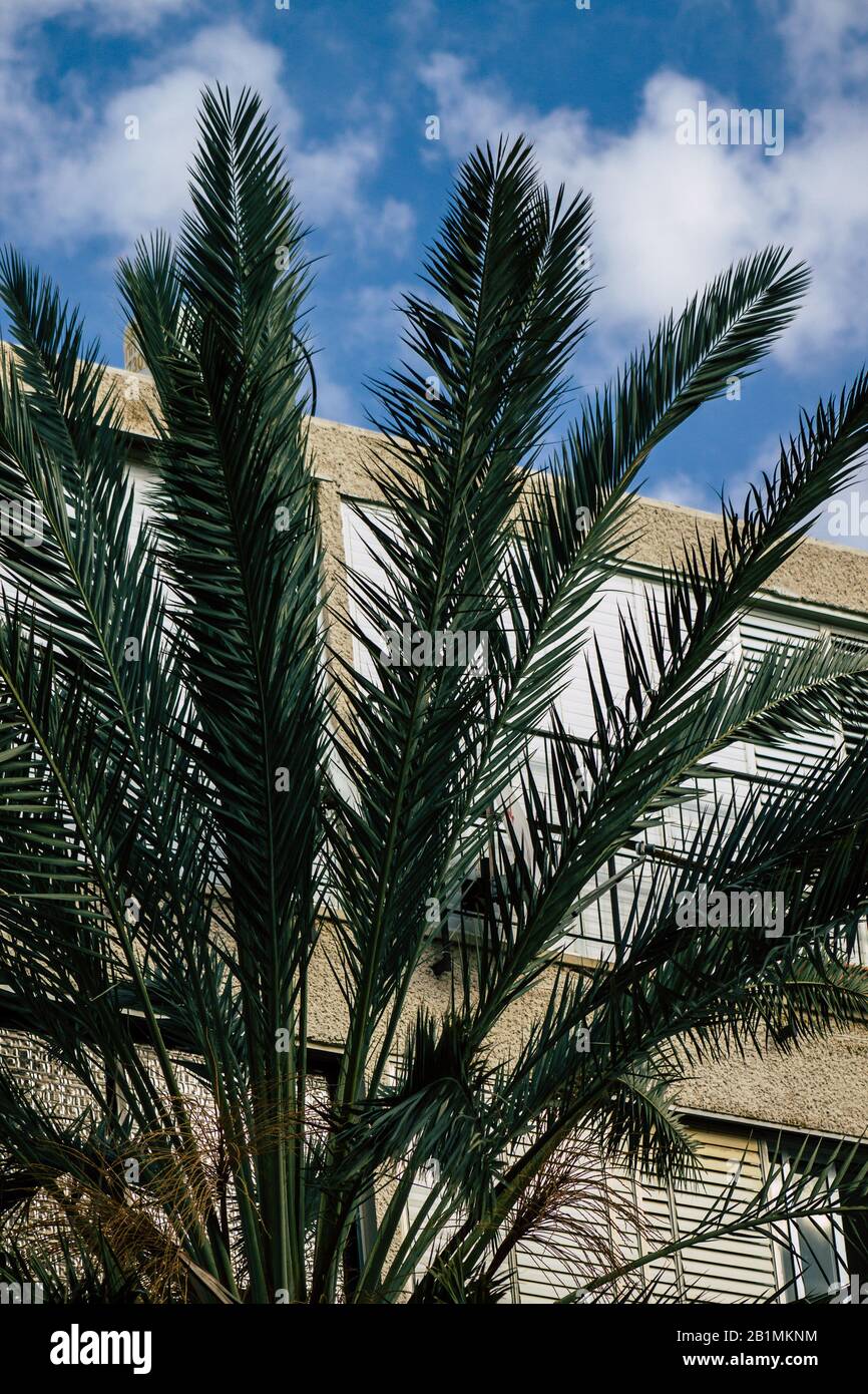 Tel Aviv Israel February 25, 2020 View of palm tree growing in the ...