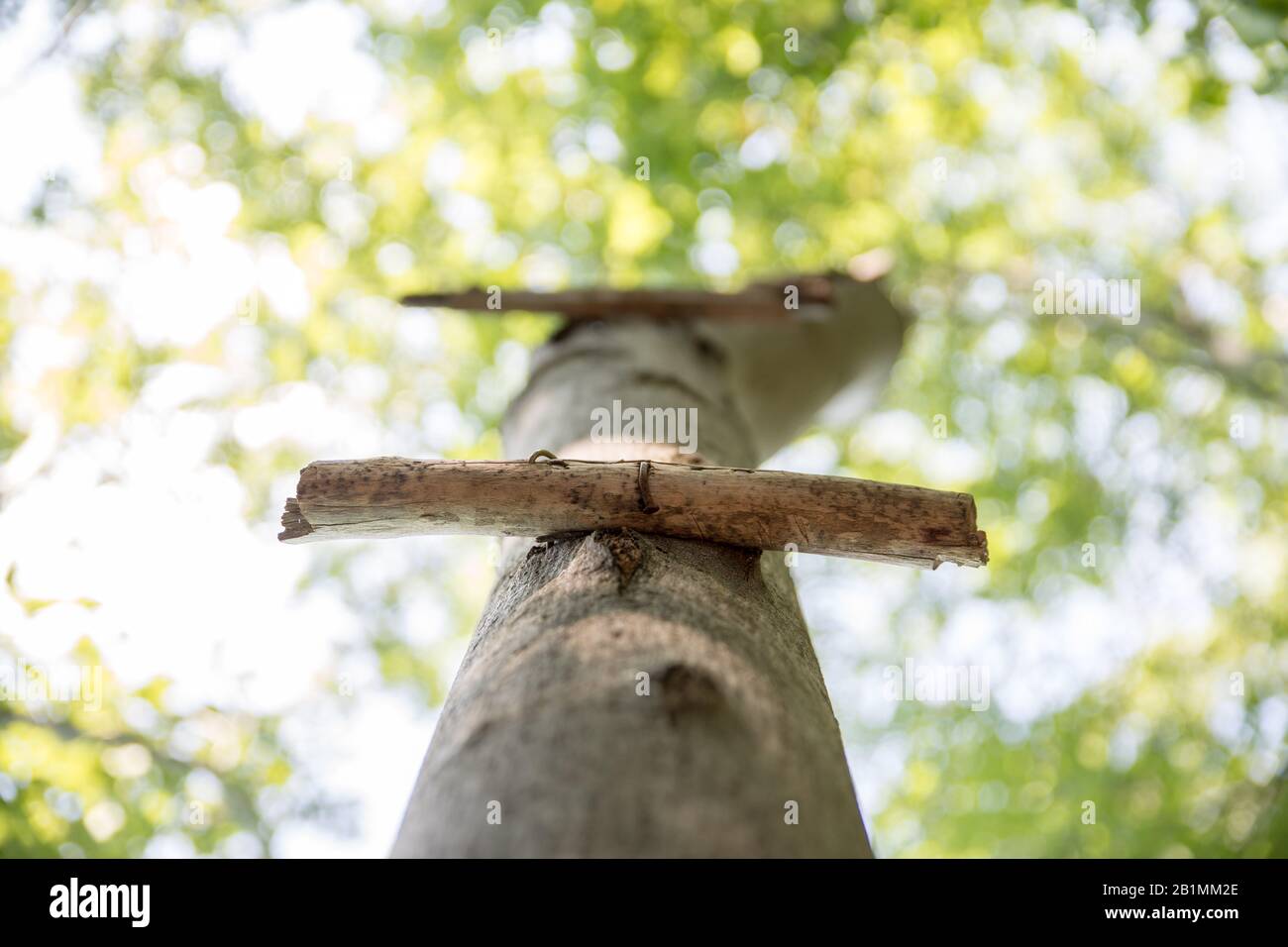 Close up of ladder rung on a tree, outdoors in the wood Stock Photo - Alamy