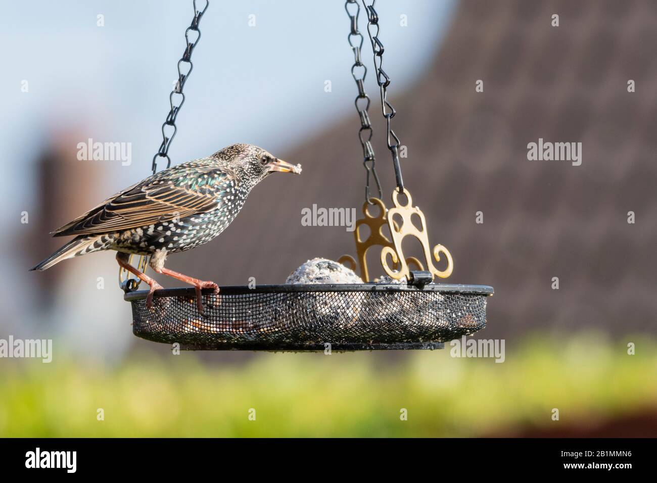Common Starling Feeding Stock Photo - Alamy