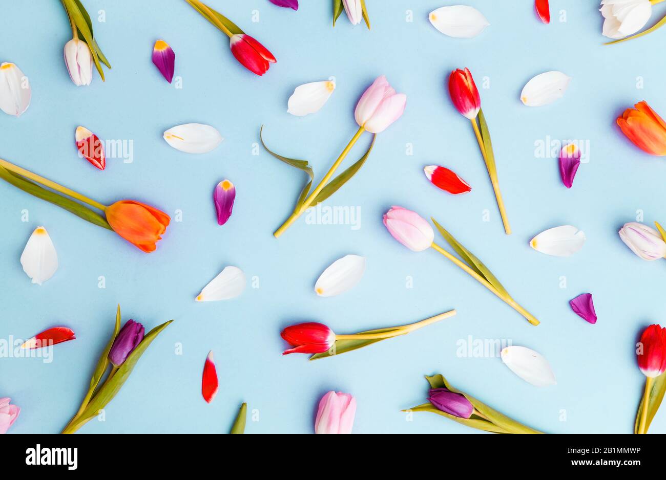 Blue tulip pattern background hi-res stock photography and images - Alamy