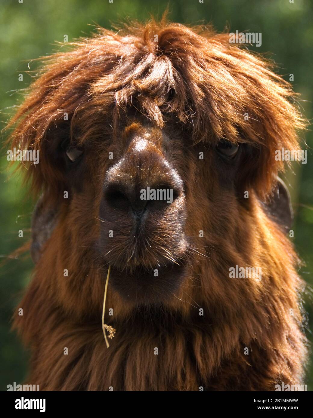 Dopey looking llama hi-res stock photography and images - Alamy