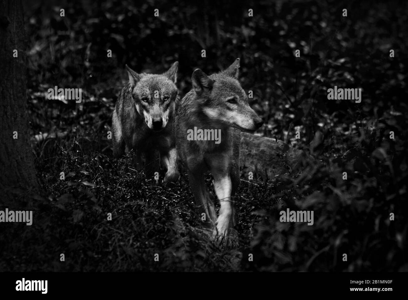 Black wolves hi-res stock photography and images - Alamy