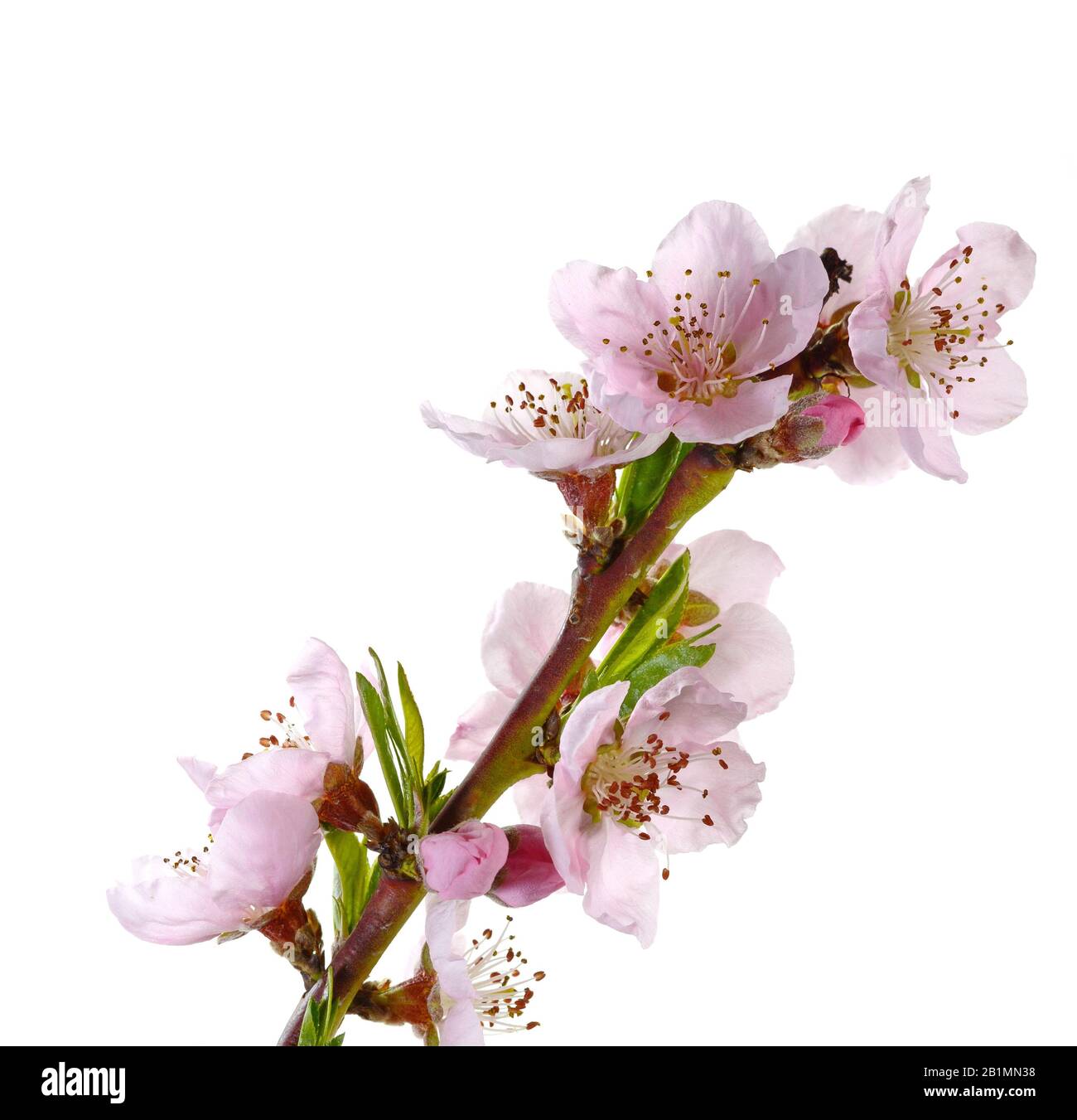 Hard peach Cut Out Stock Images & Pictures - Alamy