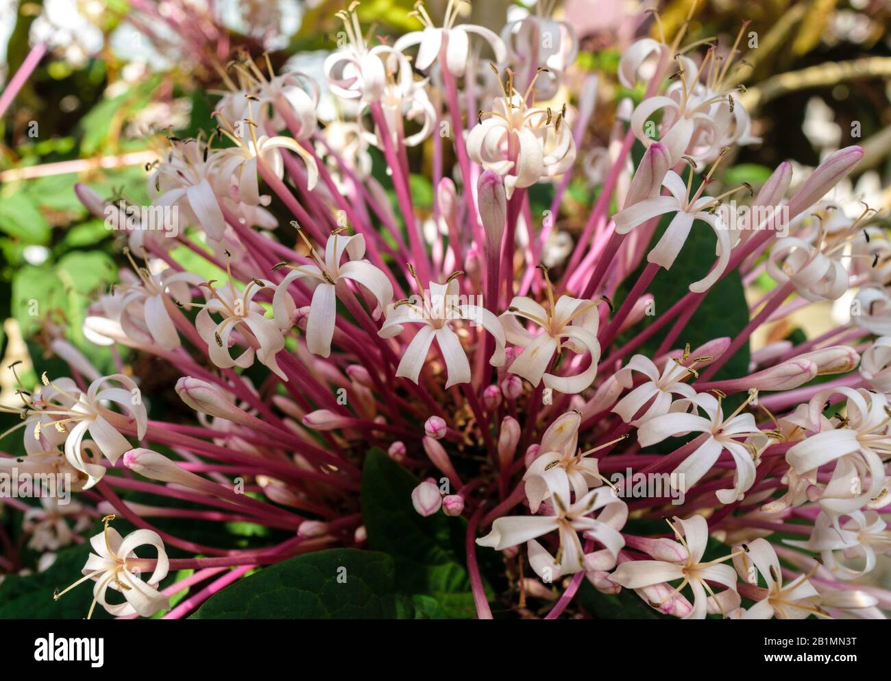 Open flowers hi-res stock photography and images - Alamy