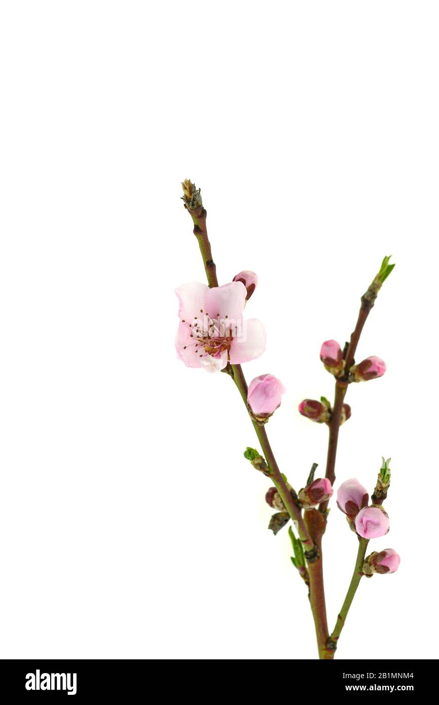 Flowering branch of peach. Isolated on white background Stock Photo - Alamy
