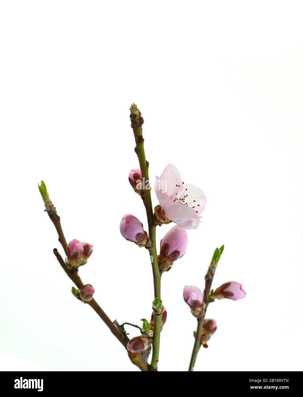 Flowering branch of peach. Isolated on white background Stock Photo - Alamy