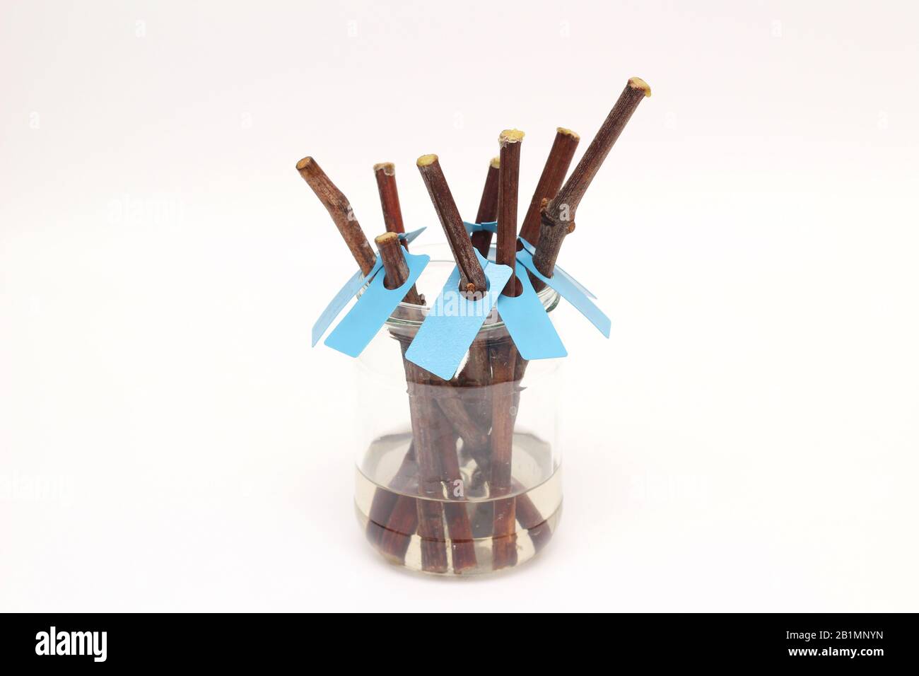 Isolated on a white background grape cuttings in a glass jar with tags ...