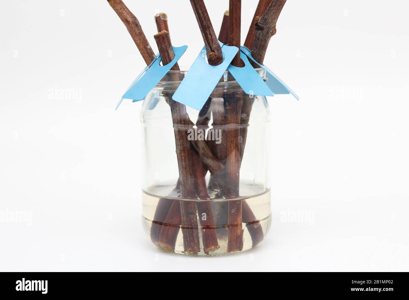 Isolated on a white background grape cuttings in a glass jar with tags ...
