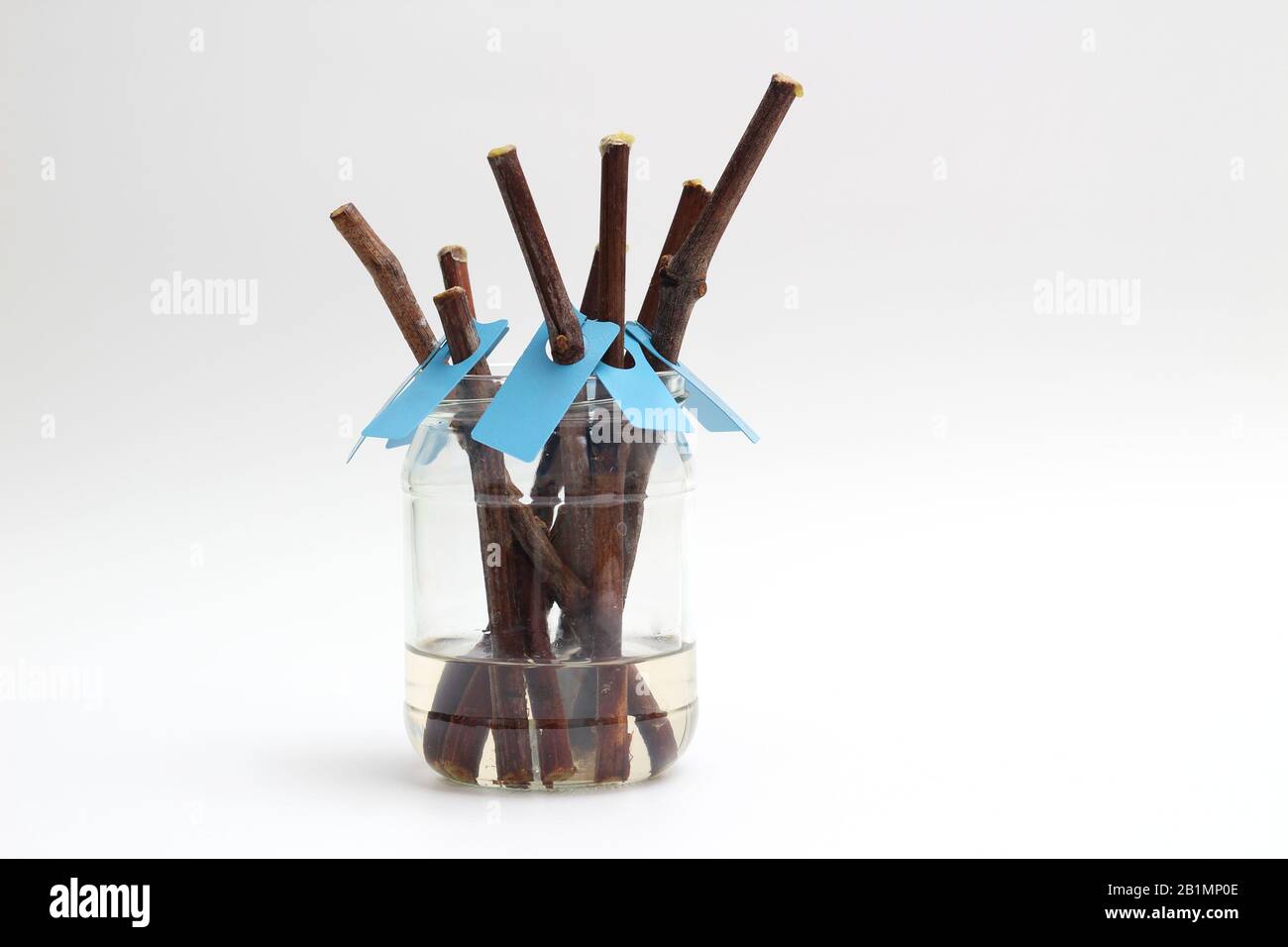 Isolated on a white background grape cuttings in a glass jar with tags ...