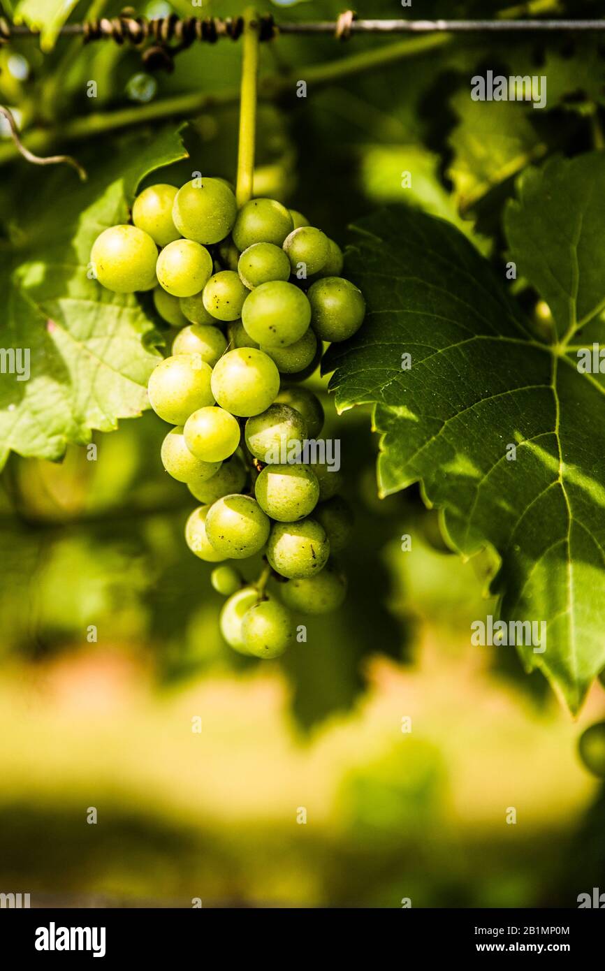 Grapes shallow depth field hi-res stock photography and images - Alamy
