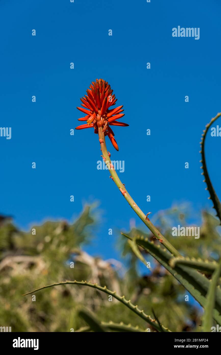 Aloe - flowering succulent plant. Aloe in blooming. Aloe Flower ...
