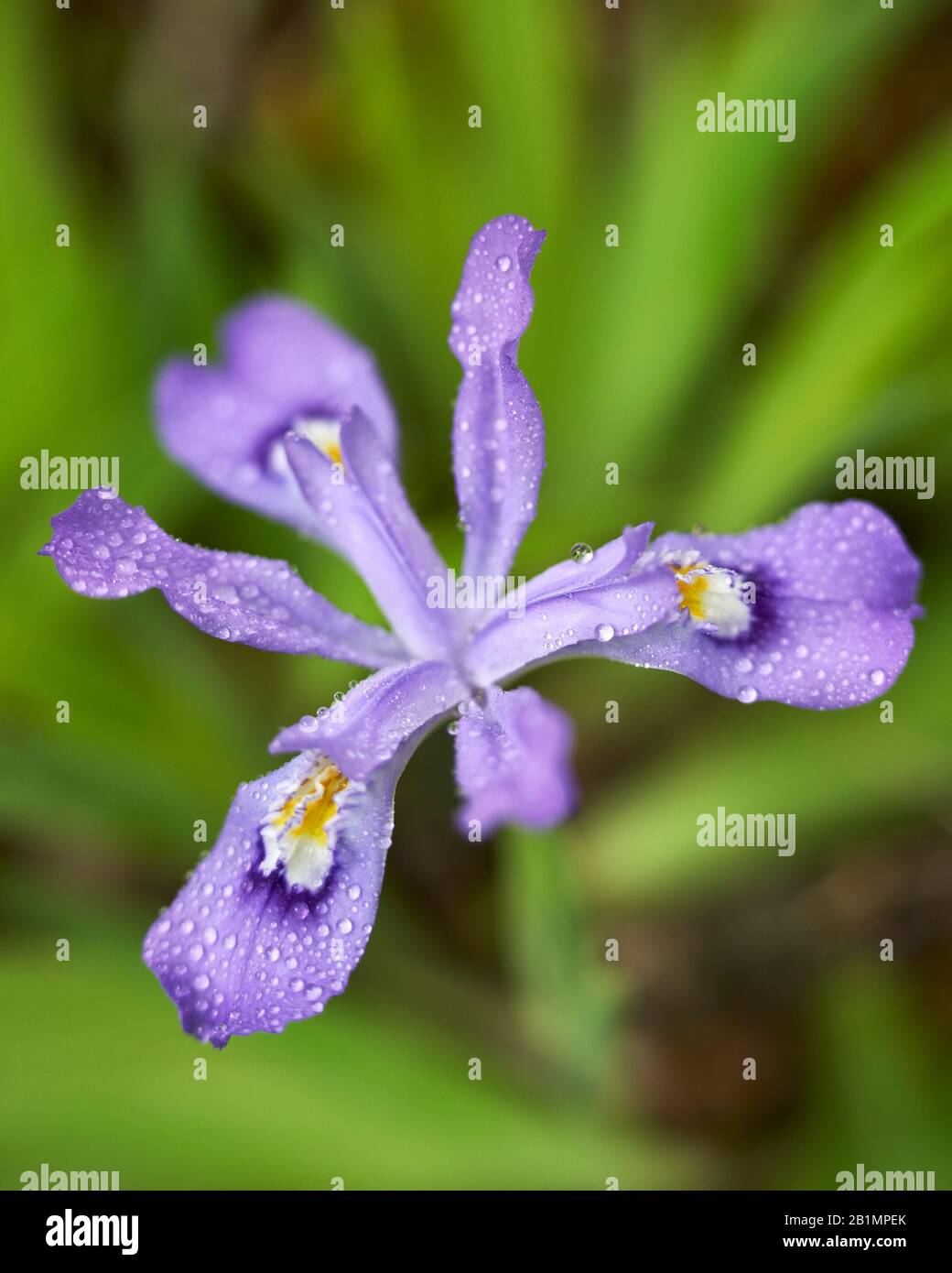 Crested dwarf iris hi-res stock photography and images - Alamy