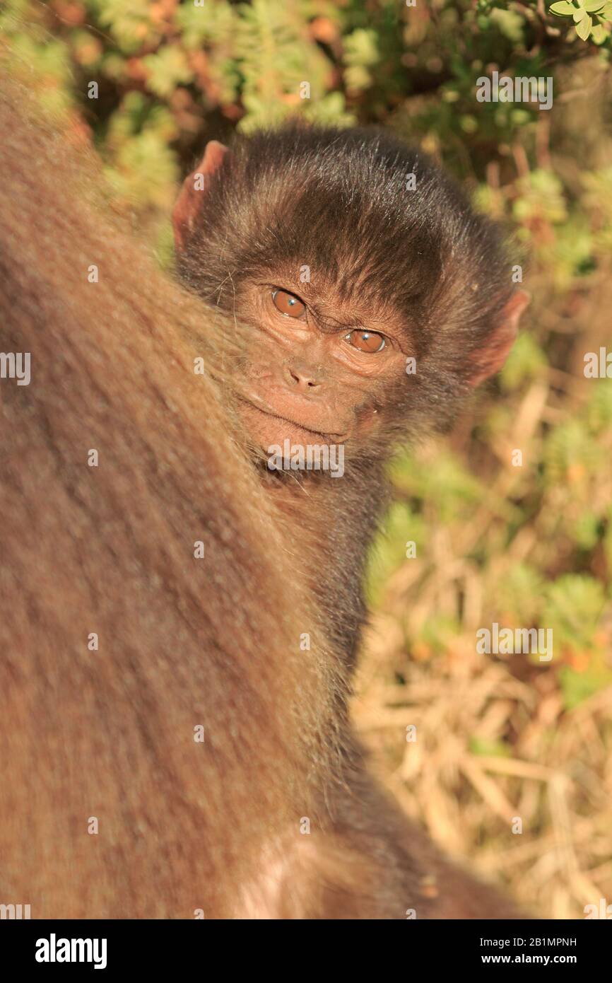 Young Gelada with its mother in the Simien Mountains Ethiopia Stock ...