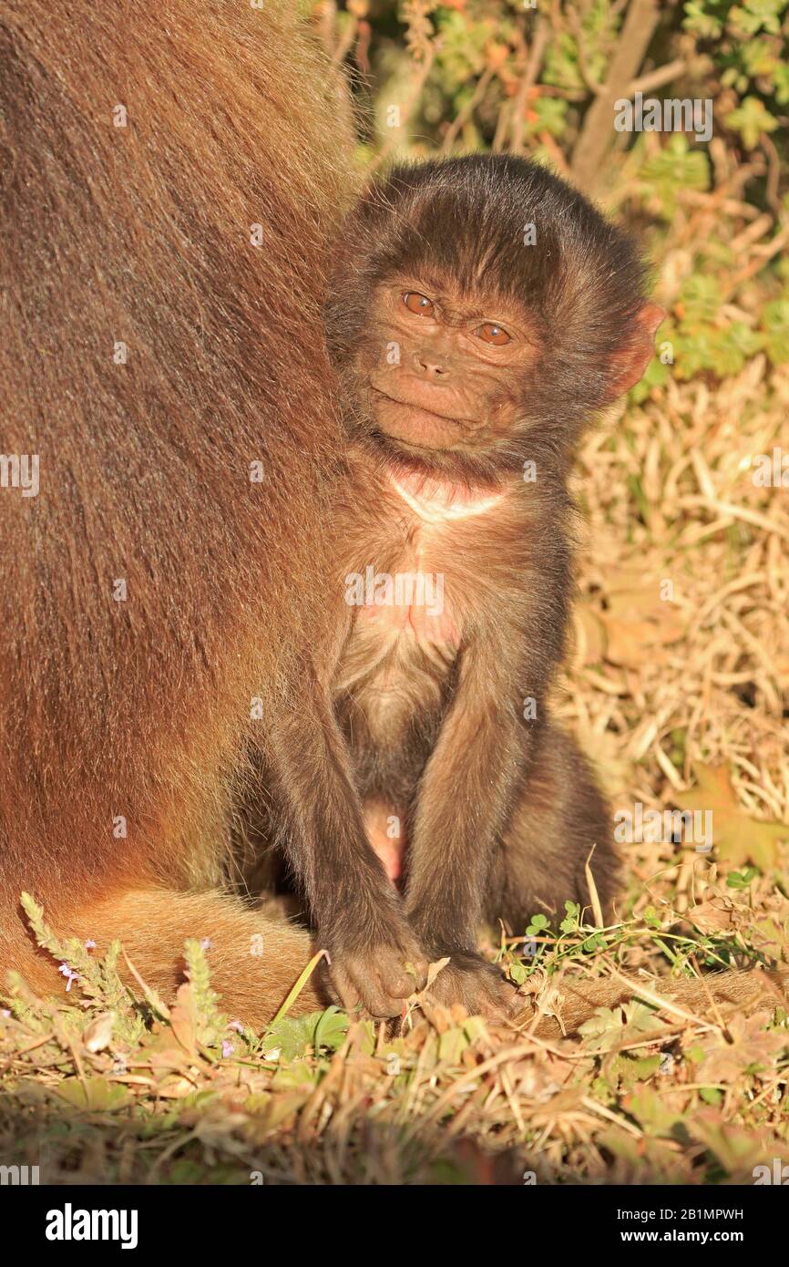 Young Gelada with its mother in the Simien Mountains Ethiopia Stock ...