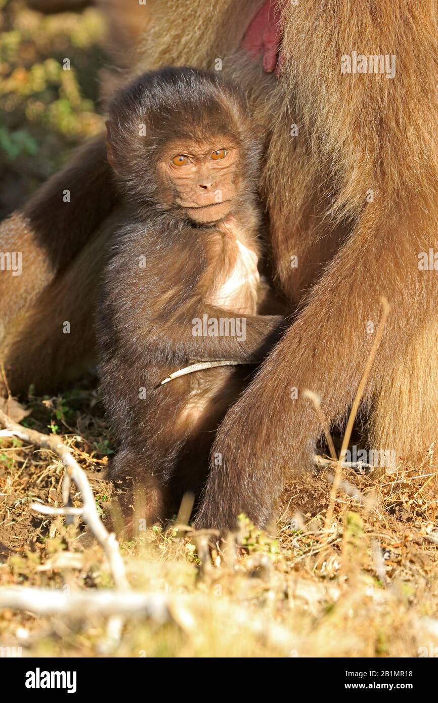 Young Gelada with its mother in the Simien Mountains Ethiopia Stock ...