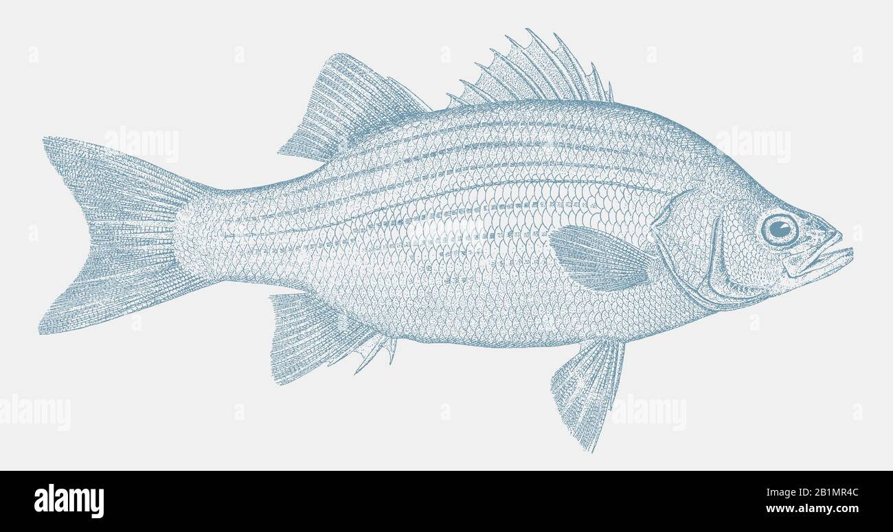 White bass morone chrysops, a freshwater fish from north america in ...