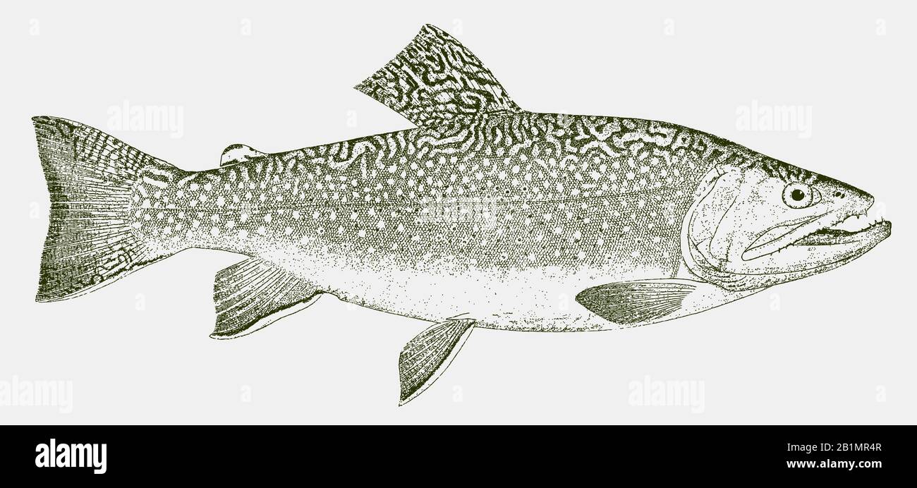 Brook trout salvelinus fontinalis, a popular game fish from north ...