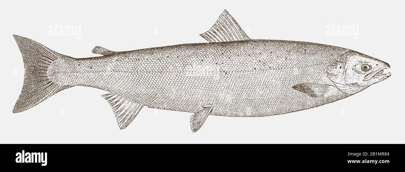 Atlantic salmon, salmo salar, a threatened fish from the northern ...