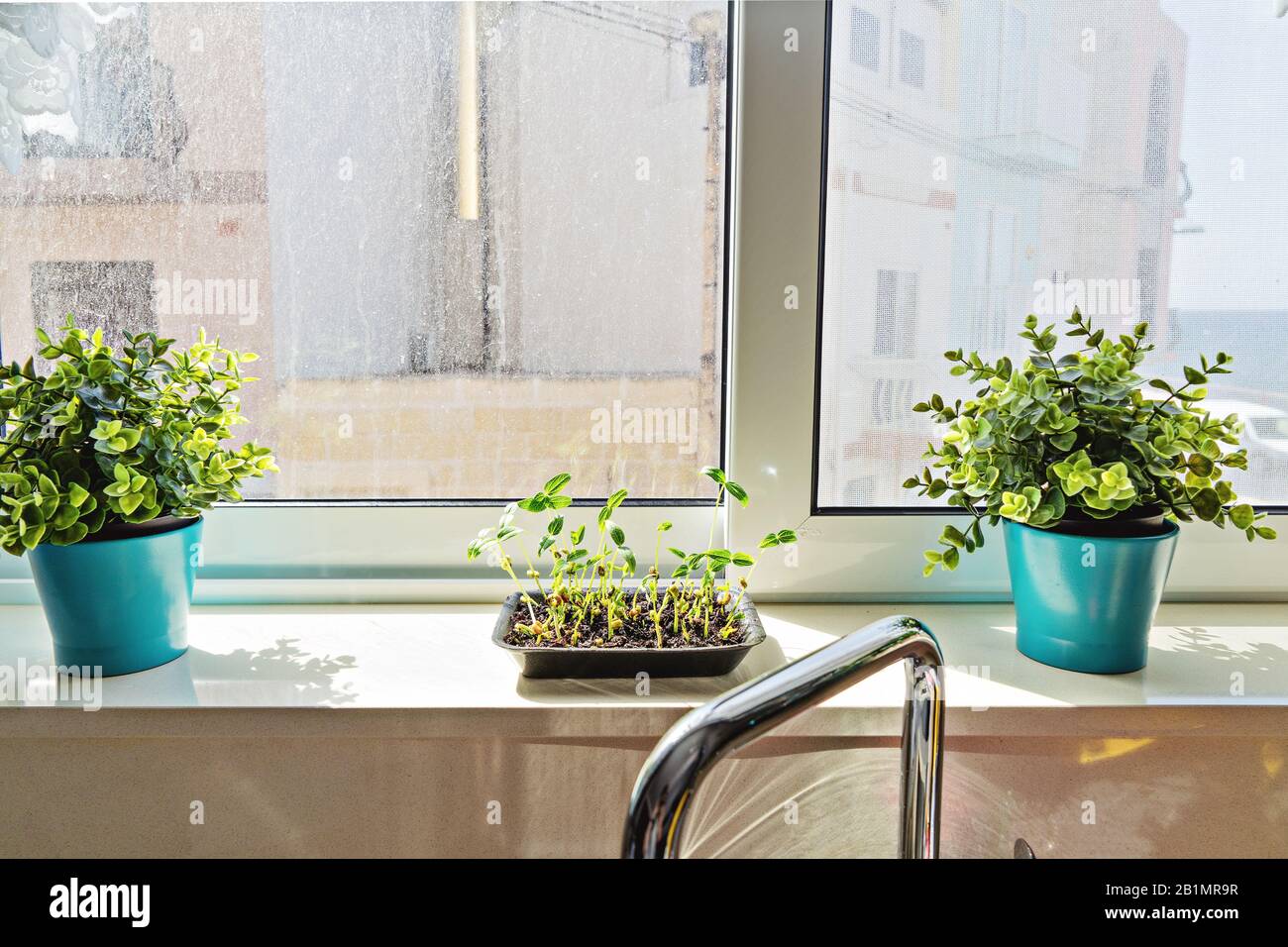 View from kitchen on dirty glass window with windowsill. On sill are ...
