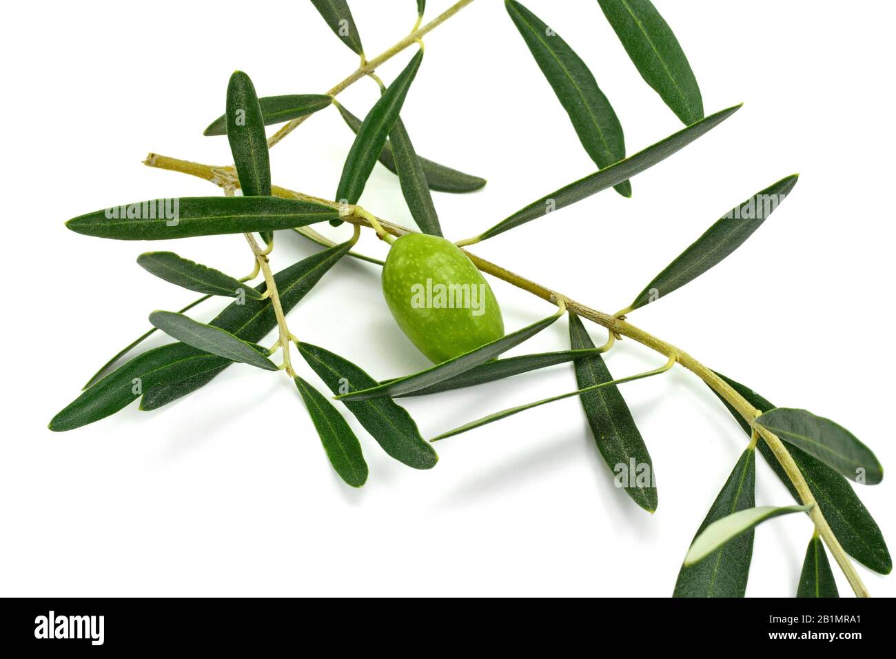 Olive branch with green olives, isolated on white background Stock ...