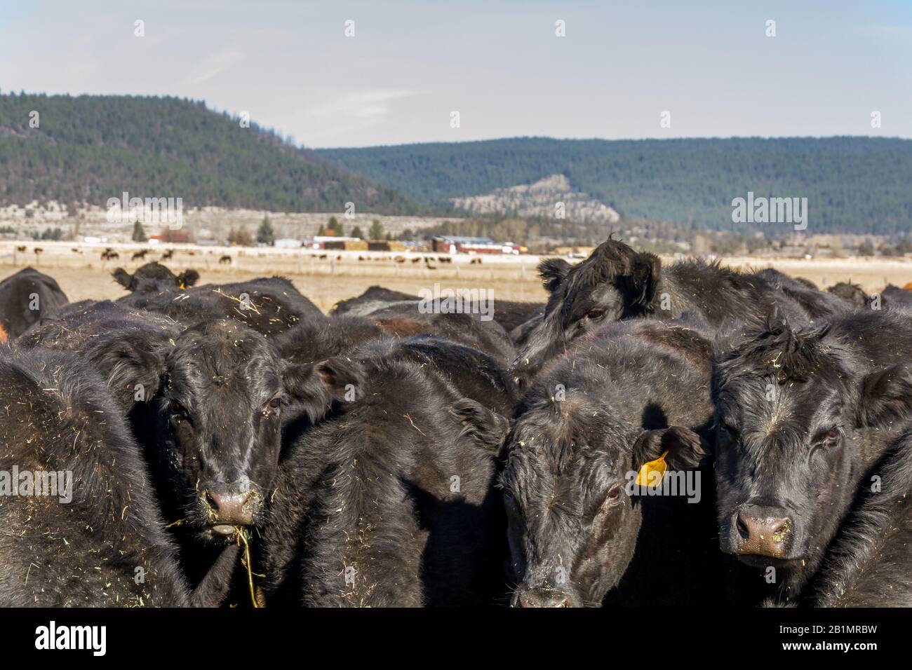 Cattle in pasture Stock Photo - Alamy