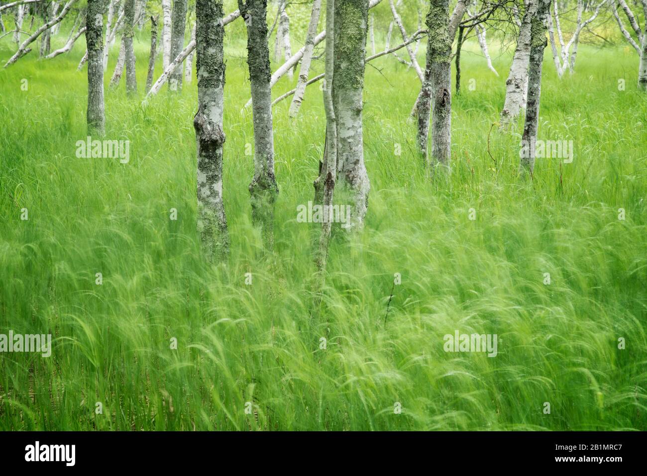 Spring view in Sieur de Monts Nature Area in Acadia National Park in ...