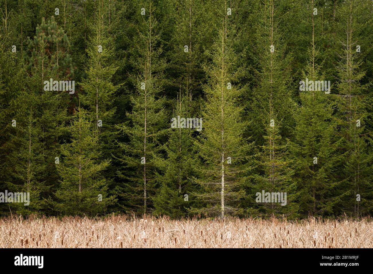 Virginia Pine High Resolution Stock Photography and Images - Alamy