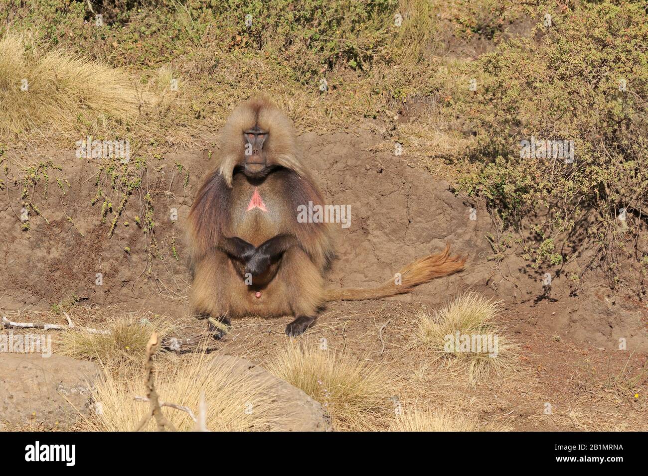 Male gelada theropithecus gelada hi-res stock photography and images ...