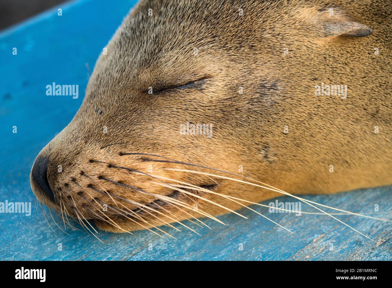 Galapagos seal chilling in Ecuador Stock Photo - Alamy