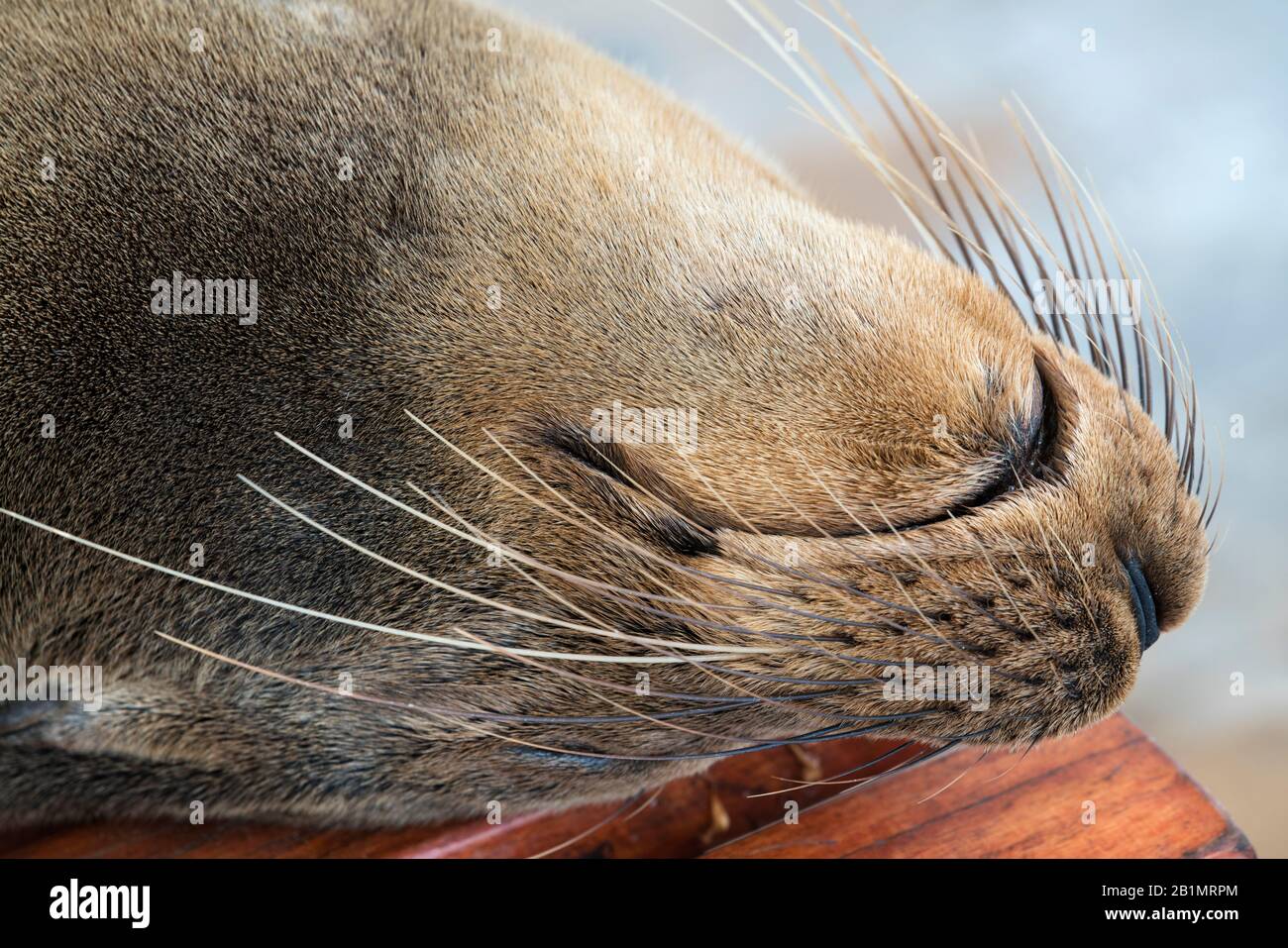 Galapagos seal chilling in Ecuador Stock Photo - Alamy