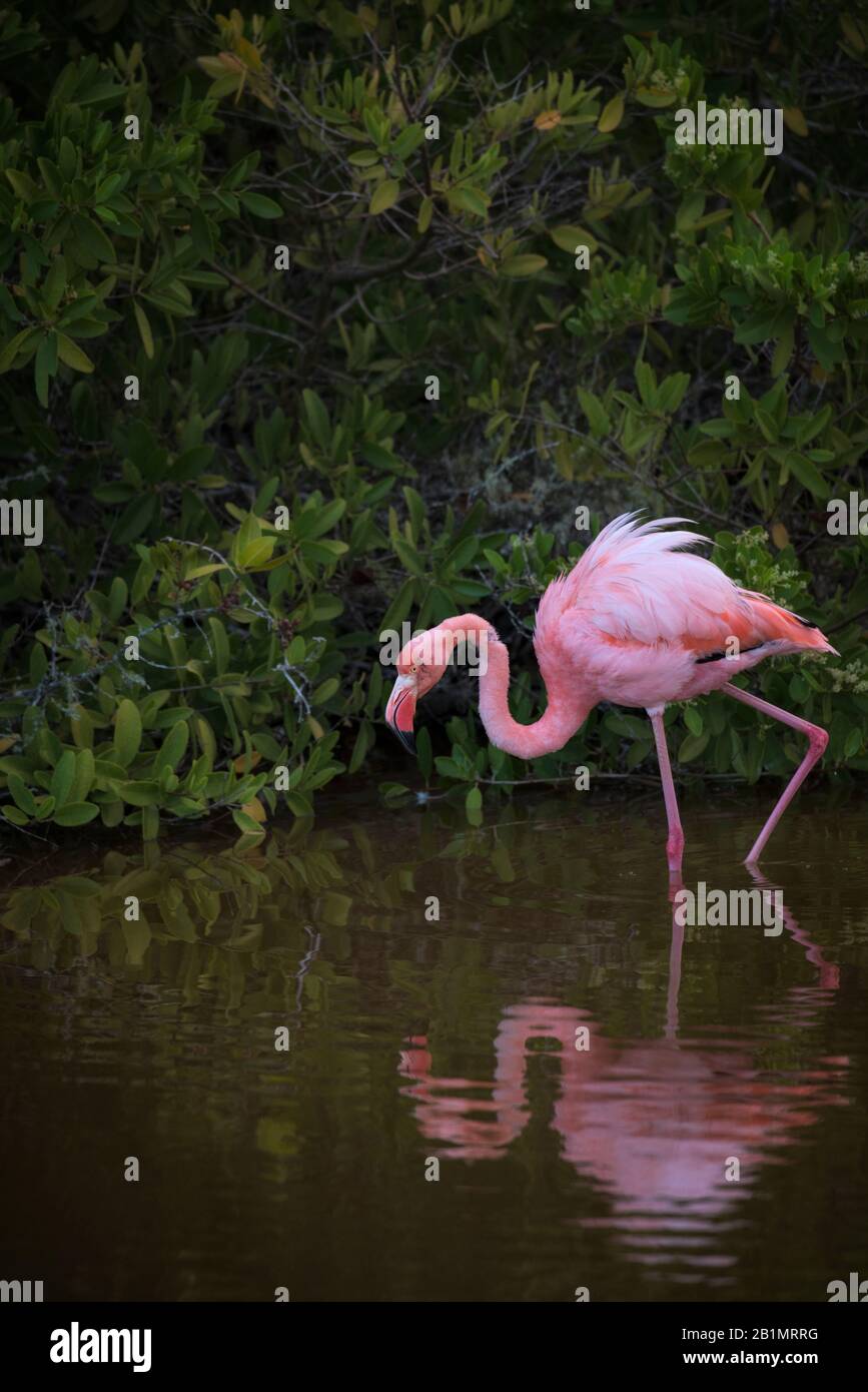 American flamingo hunting fish in Galápagos Islands Stock Photo - Alamy