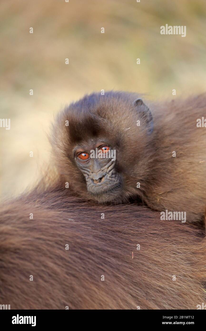 Ethiopia mother hi-res stock photography and images - Alamy