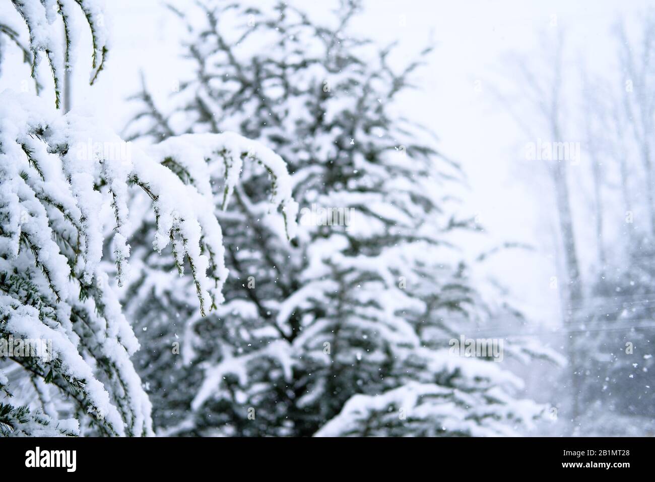 Snow on Fir Trees Stock Photo - Alamy