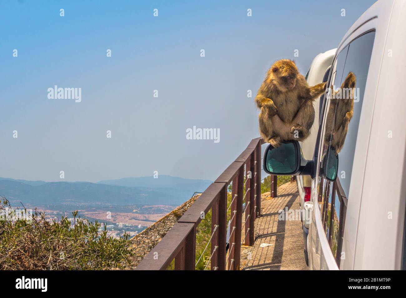 Monkey looking at reflection in mirror hi-res stock photography and ...